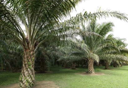Oil palm has closest resemblance to forest than other major oil crops ...